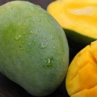 Buy & Import Fresh Mango Harum Manis Wholesale - Sold by Cv. Mitra ...