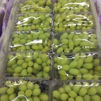 Buy & Import Fresh Indian Grapes Wholesale - Sold by Greenland Fresco ...