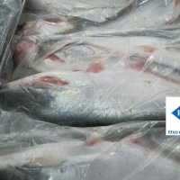 Frozen Pangasius Whole Round Fish exporter and supplier from Viet Nam