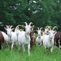 Buy & Import Boer Pure Breed Boer Goats Live Wholesale - Sold by Med Corfu Houses Limited ...