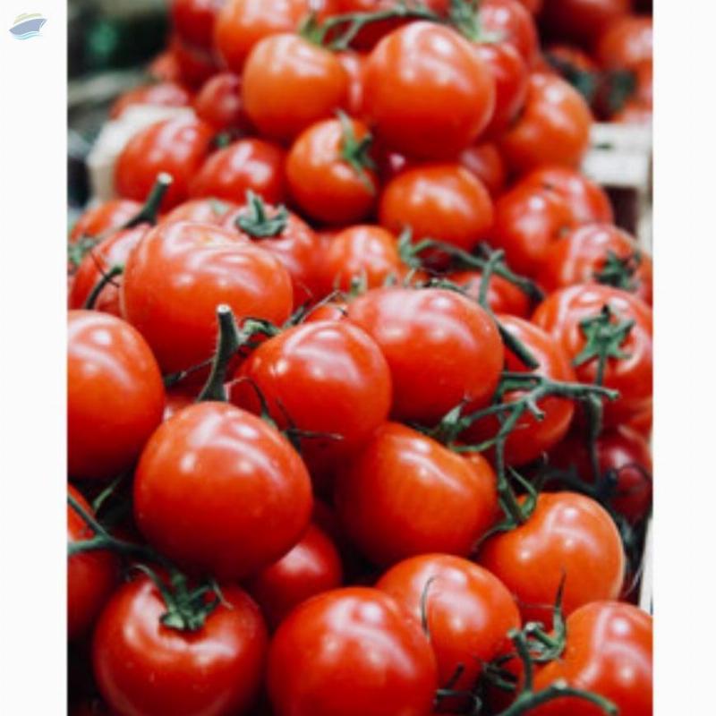 Buy & Import Tomatoes Wholesale - Sold by Aquila Overseas, India