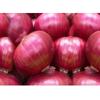 Buy & Import Bhima Red Onion Wholesale - Sold by T. K.koley Expo. In ...