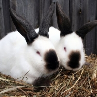 Buy & Import Dwarf Hyla Rabbit Wholesale - Sold by Mister Exportir ...