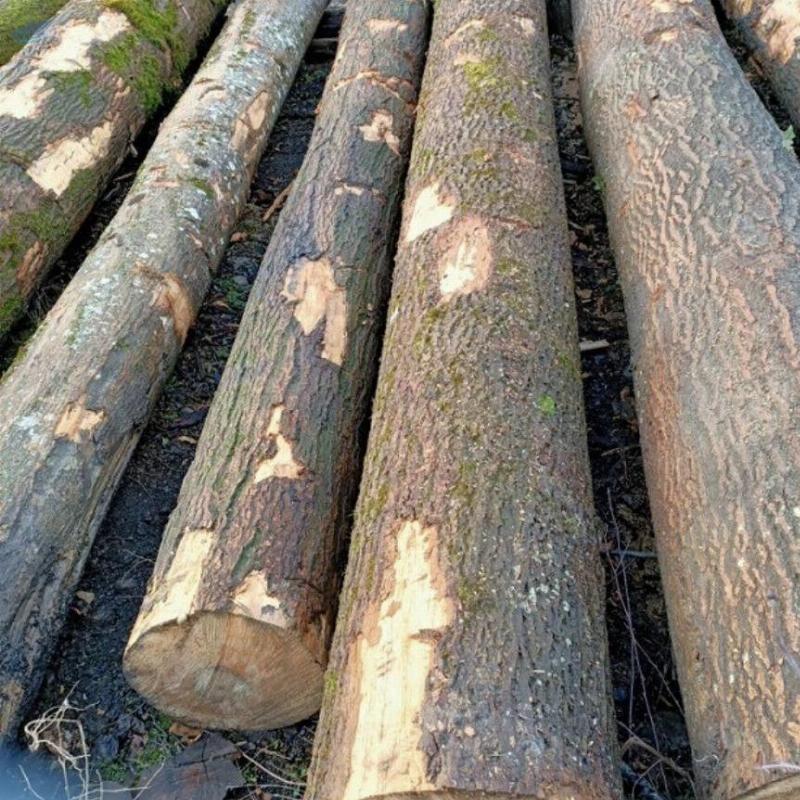 European Pine Wood Log exporter and supplier from France