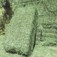 Hay Cubes Premium Quality exporter and supplier from Kenya