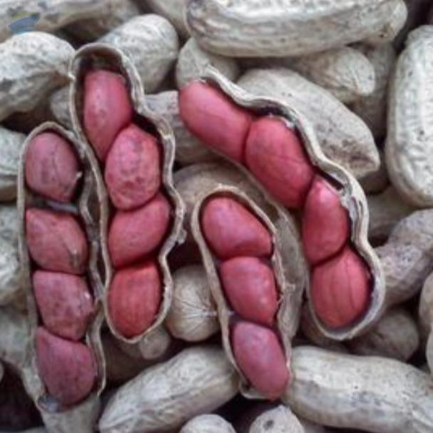 Buy & Import Peanuts Wholesale - Sold by Pitsonel Limited, Kenya