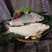 Buy & Import Mrigal Fish Wholesale - Sold by Siam Canadian Foods Co ...