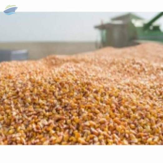Buy & Import Dry Fallen Corn Kernels Wholesale - Sold by PT Bintang Perkasa Corporation, Indonesia