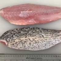 Buy Wholesale Fresh Baramundi, Goldband Snapper Fillet Online from ...