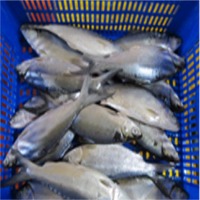 Buy & Import Milk Fish Wholesale - Sold by Land & Sea International, Taiwan
