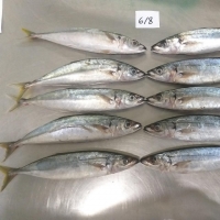 Buy & Import Frozen Round Scad Wholesale - Sold by PT. Agromina ...