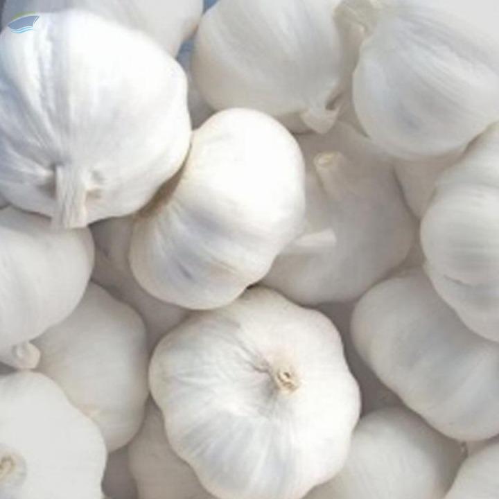 Buy Wholesale Pure White Garlic Online from Suppliers & Exporters in India