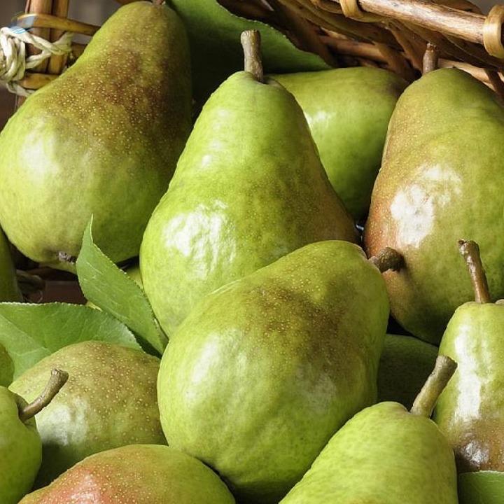 Buy & Import Fresh Pear Fruits Wholesale - Sold by MTR Export Import, India