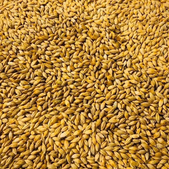 Buy & Import ANIMAL FEED BARLEY Wholesale - Sold by EXG SP ZOO, Ukraine