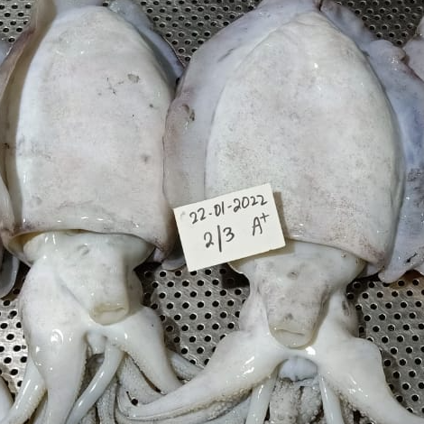 Buy Wholesale Cuttlefish Whole Online from Suppliers & Exporters in ...