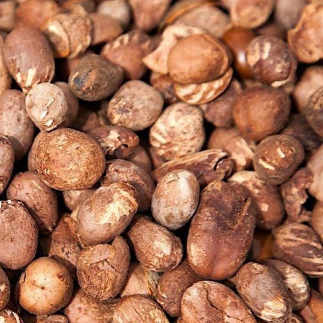 Buy & Import Shea Nuts Wholesale - Sold by AgroNGA, Nigeria