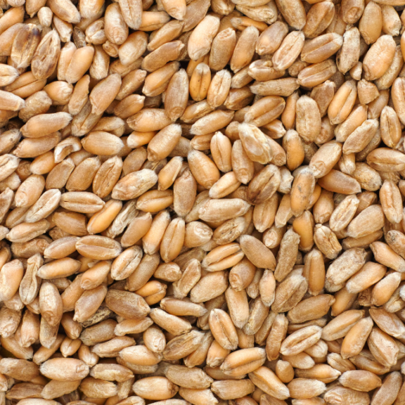 Buy & Import wheat grains Wholesale - Sold by AFG GLOBAL, South Africa