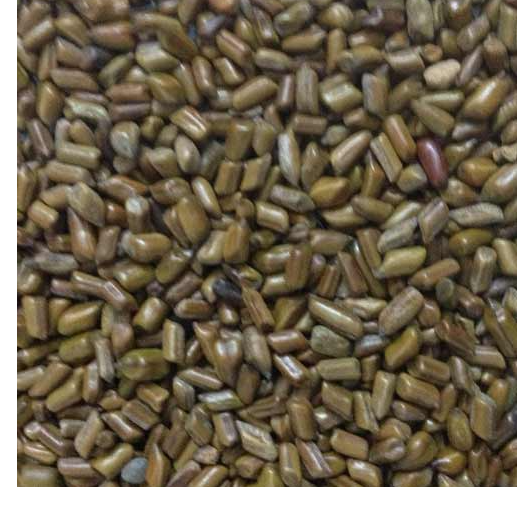 Buy Wholesale Cassia Tora Online From Suppliers And Exporters In Nigeria
