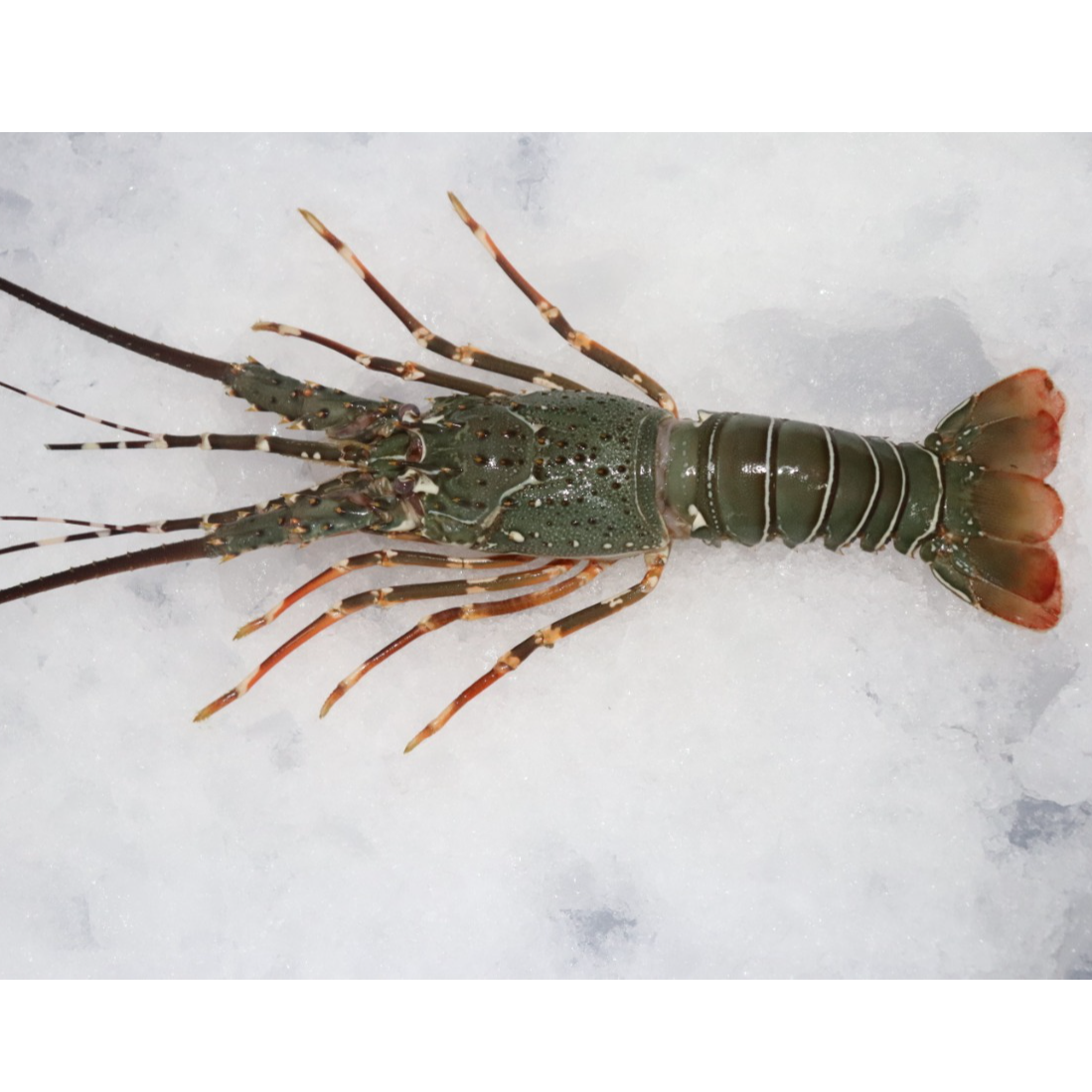 Buy & Import FROZEN LOBSTER WHOLE Wholesale - Sold by AIZA SEAFOOD, India