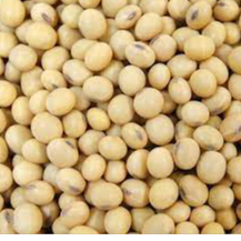 Buy & Import Soybeans GMO and Non-GMO Wholesale - Sold by Hakilo ...